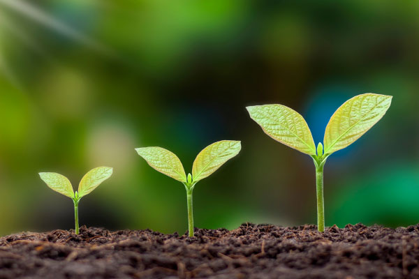 Plant Varieties | Simões